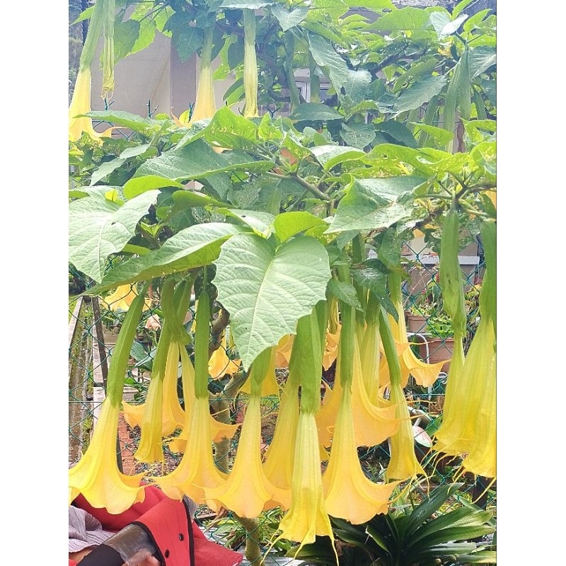 Anak pokok Angle Trompet Bunga Trompet Brugmansia Brugmansia 'Feingold ...
