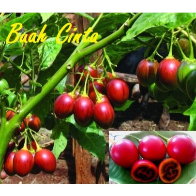 Benih Pokok Buah Cinta | Tamarillo - 35 Biji | Shopee Malaysia