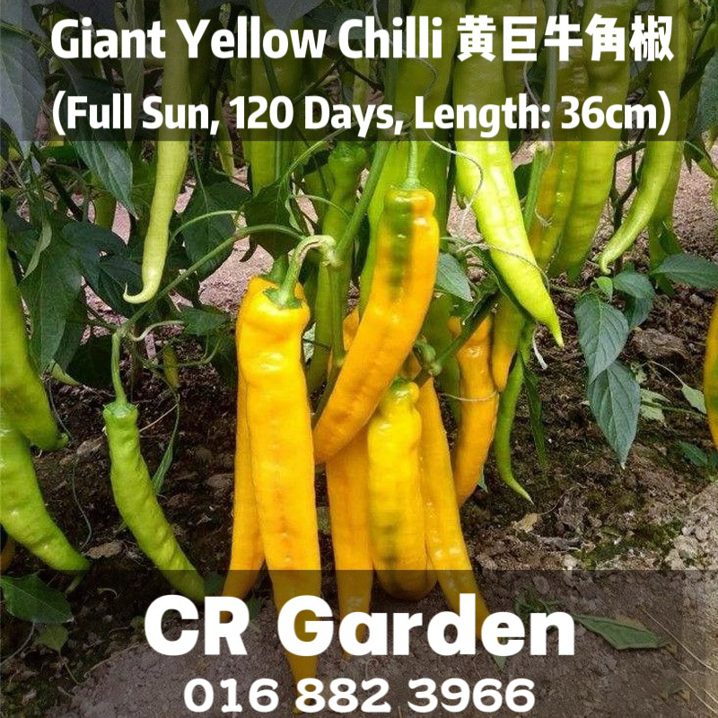 Giant Yellow Chilli 5 Seeds 黄巨牛角椒 5粒(Full Sun, 120 Days, Length: 36cm ...