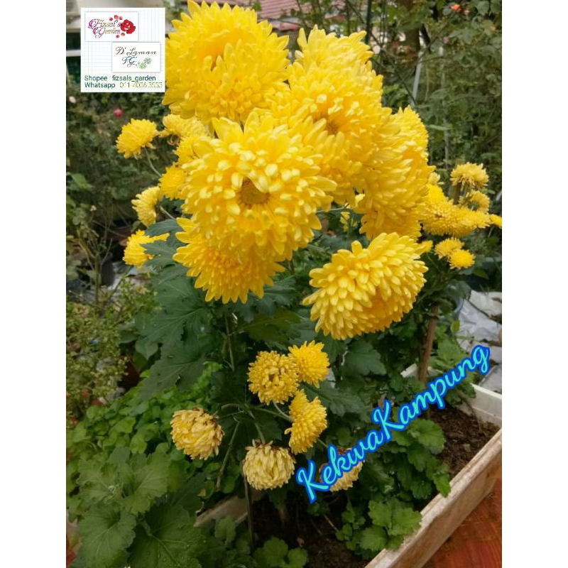 INDUK POKOK KEKWA KAMPUNG KUNING | Shopee Malaysia