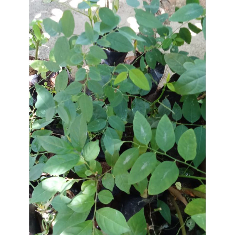 pokok cekur manis ulam/dibuat sayur air | Shopee Malaysia