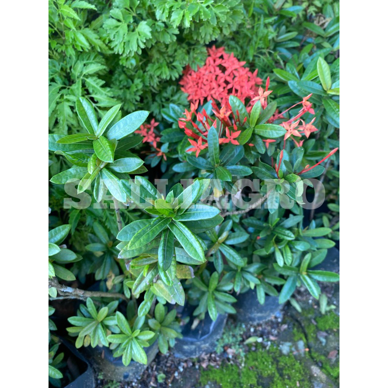 Pokok Bunga Jejarum | Ixora Merah | Red | Siantan | Jenjarum ...