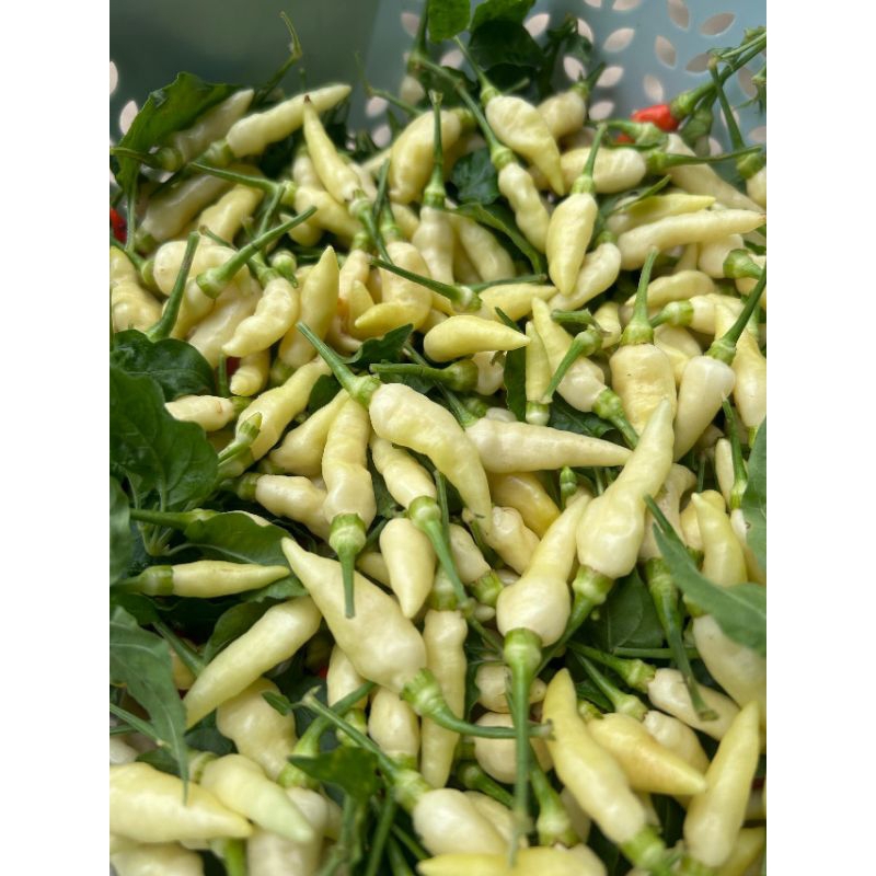 Cili putih Sabah 200g | Shopee Malaysia