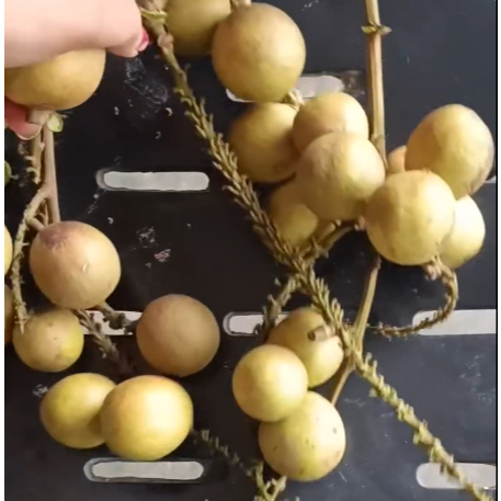 Anak Pokok Matoa Tisu Kultur | Shopee Malaysia