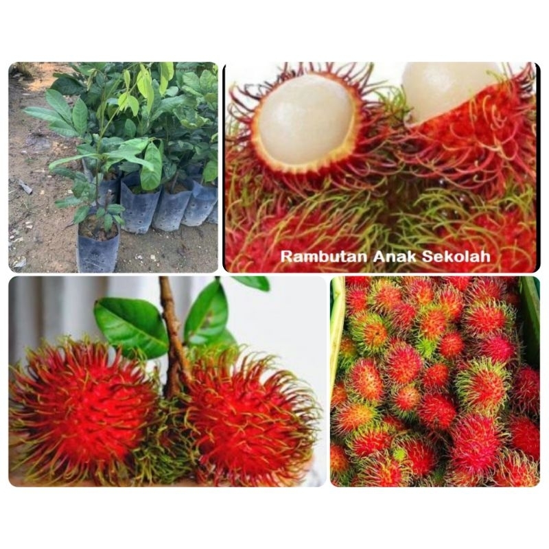 Anak Pokok Rambutan Anak Sekolah(Benih dari biji) | Shopee Malaysia