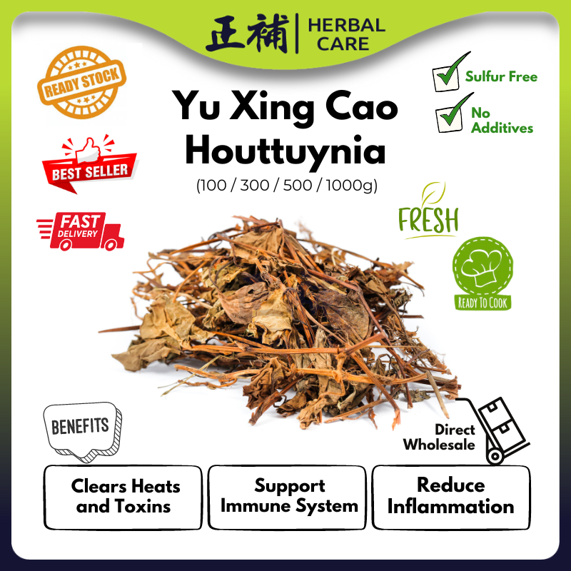 Dried Fish Mint (Yu Xing Cao) 鱼腥草 折耳根 Herba Houttuyniae | Houttuynia cordata | Fish Leaf Heart ...