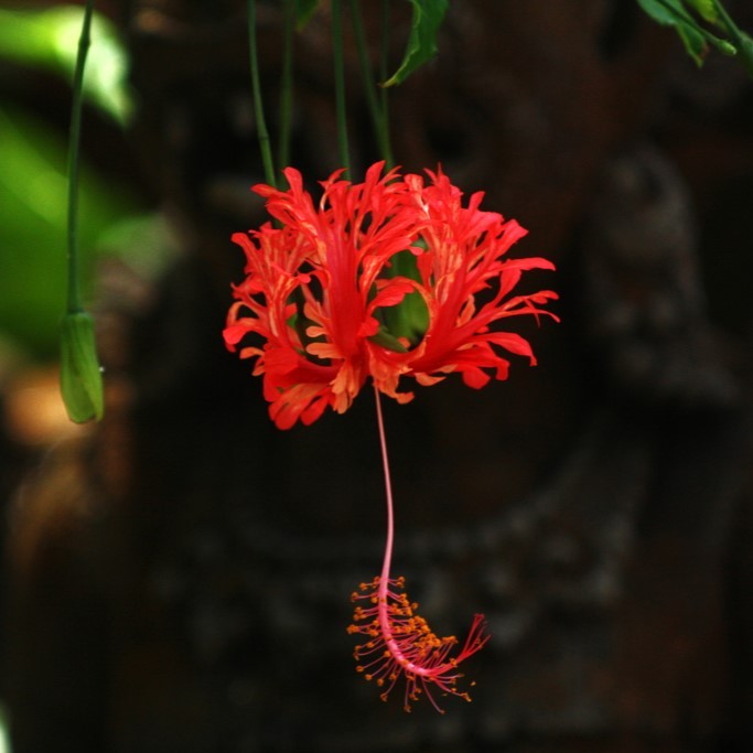 Keratan Batang Bunga Raya Spider / Japanese Lantern Hibiscus / Coral ...