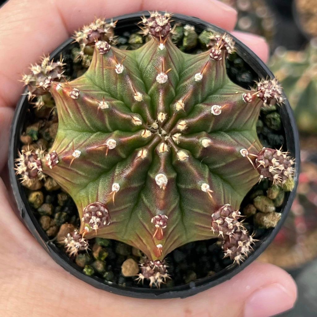 GYMNOCALYCIUM SILAMANEE ID CACTUS (OFFSETS FROM LANDED MOTHER PLANT ...
