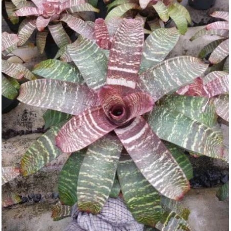HY bromeliad Vrisea Red Chestnut | Shopee Malaysia