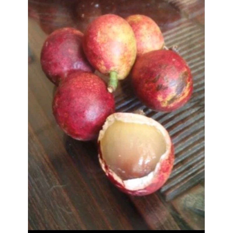 pokok matoa/longan Brazil/pokok buah 3 rasa | Shopee Malaysia