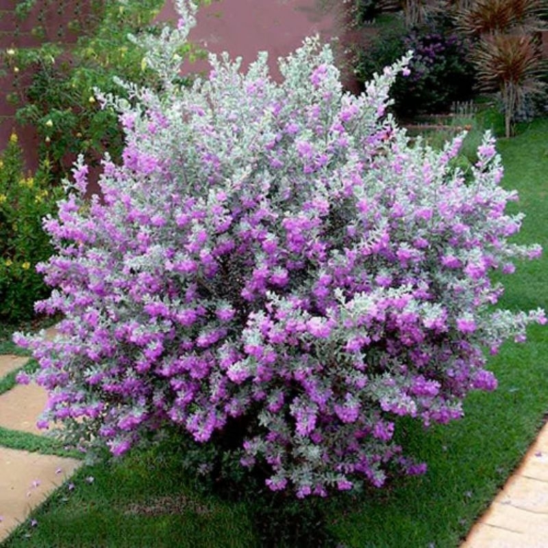 Texas Sage bunga purple Pokok Koleksi | Shopee Malaysia