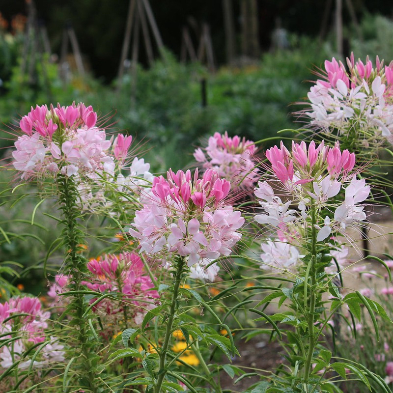 pink-white cleome seed | Shopee Malaysia