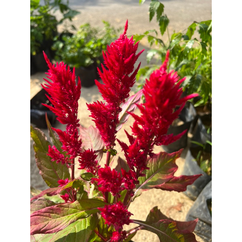 Celosia Cockscomb Red or Yellow - Balung Ayam Air Terjun | Shopee Malaysia