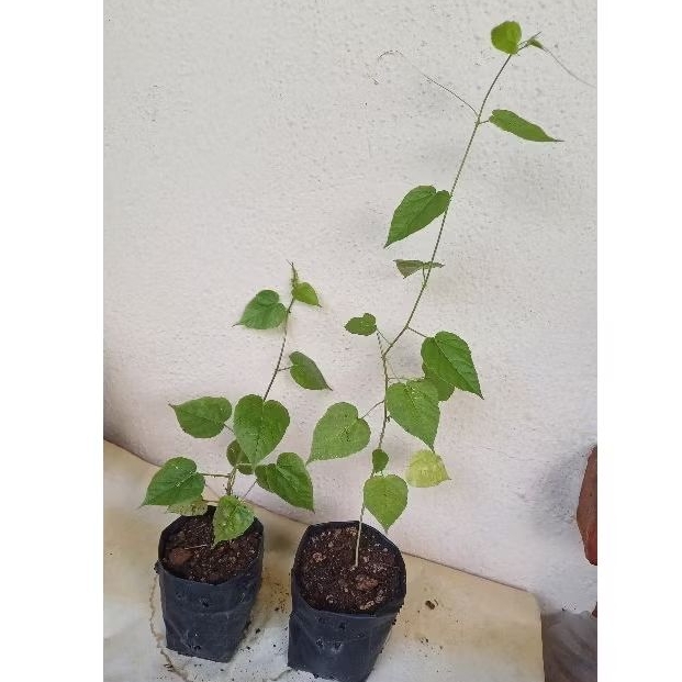 Anak Pokok Markisa Hutan / Ulat berbulu / Clidemia Hirta / 毛野牡丹藤 ...