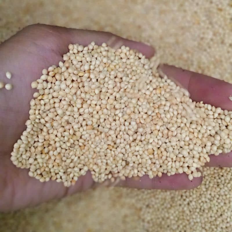 SEKOI PUTIH/WHITE MILLET MAKANAN HAIWAN REPACK 1KG | Shopee Malaysia