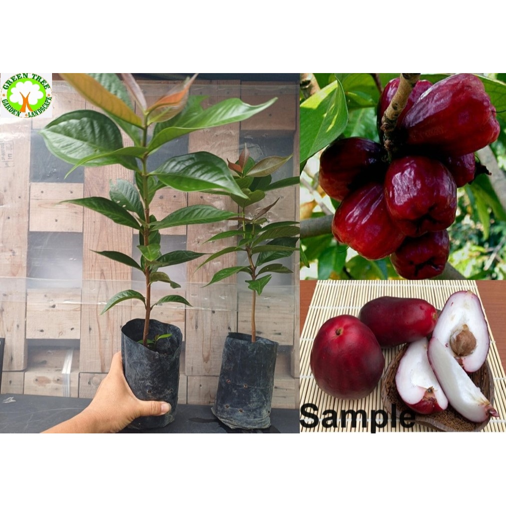 Fruit Tree - Anak Pokok Jambu Bol / Malay Apple 桃莲雾树苗 for HOME/GARDEN ...