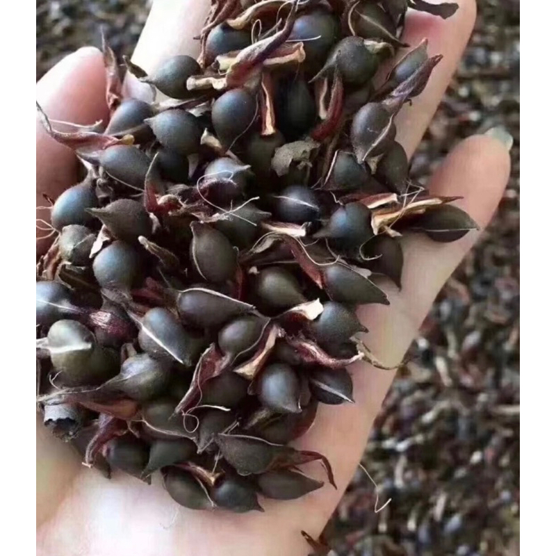 2024 Fresh Seeds Kynam Gaharu Tree Biji Benih Gaharu Kynam Segar 奇楠沉香种子 ...