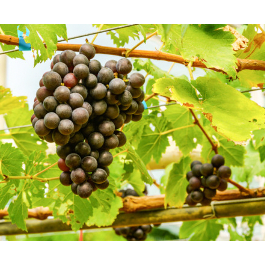 Biji Benih Anggur Hitam Marroo Seedless Grape Seed - 10 Seed | Shopee ...