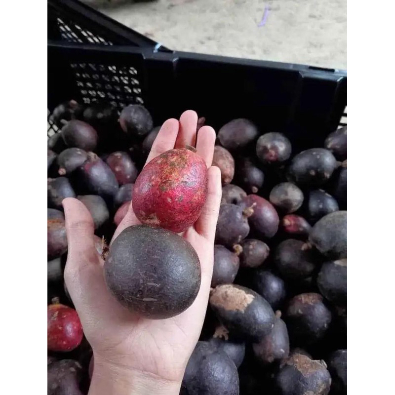 benih pokok longan Brazil atau pokok matua | Shopee Malaysia
