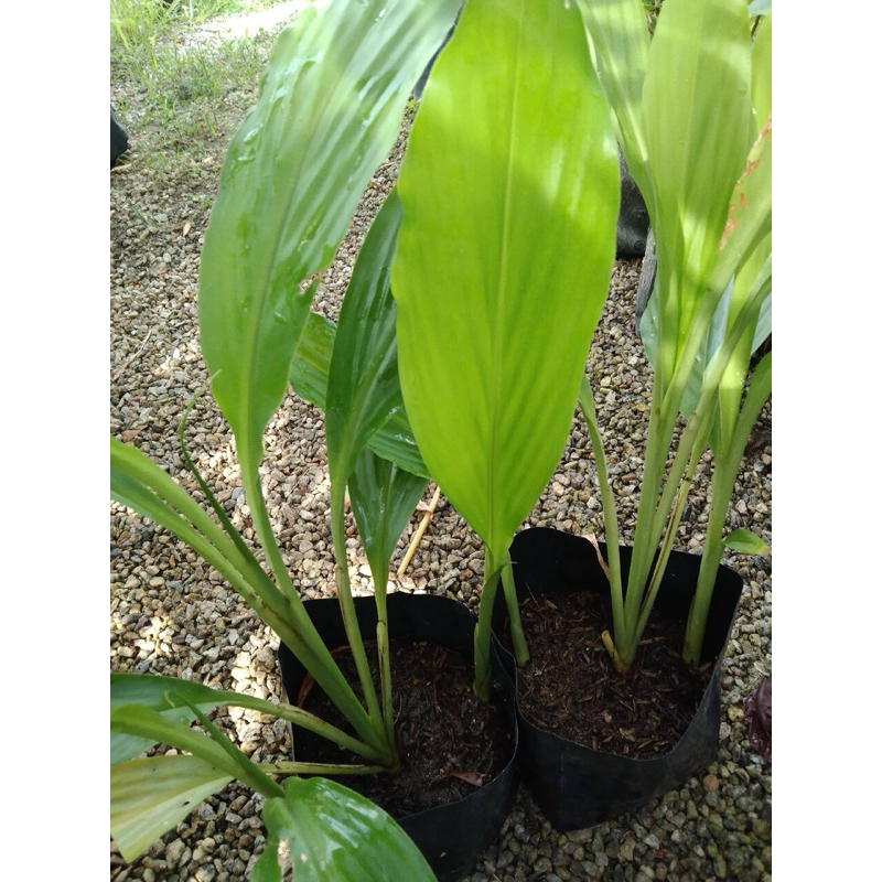 Pokok Kesing @ Pokok Pijat pokok pepijat dalam polybag | Shopee Malaysia