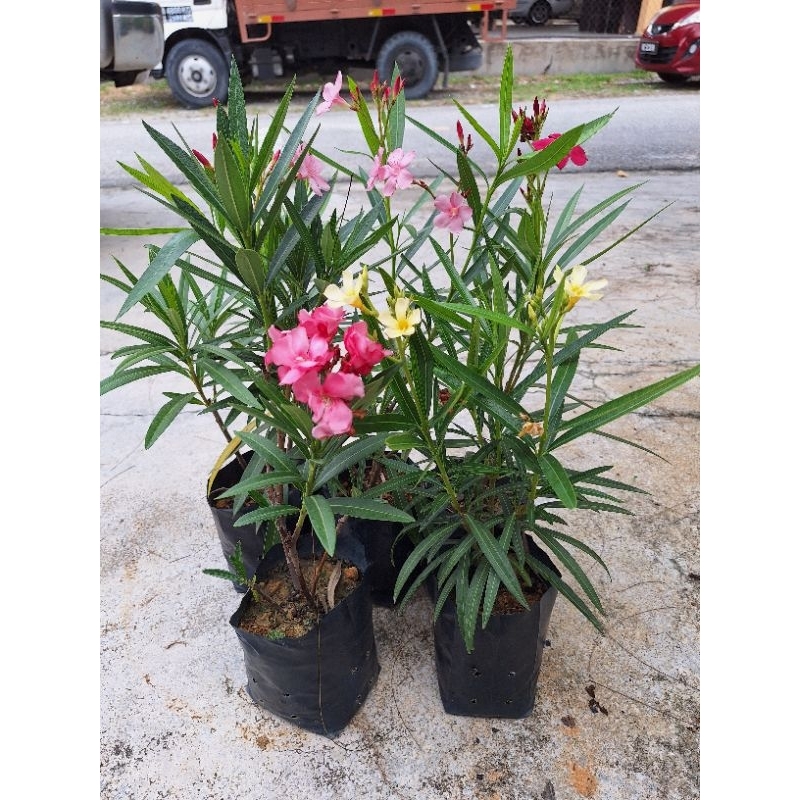 Pokok Orleana merah/pink/pink cair/kuning/putih/ dekorasi bunga /tahan ...