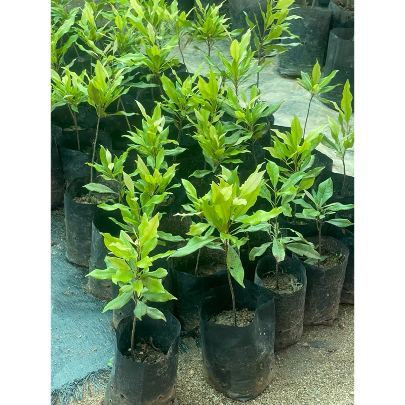 POKOK BUNGA CENGKIH (HYBRID) / POKOK BUNGA CENGKIH THAI MURAH | Shopee ...