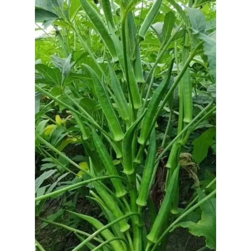 Biji Benih Bendi Pokok Rendah Low Tree Okra Seed 矮树羊角豆种子 - 10 Seed ...