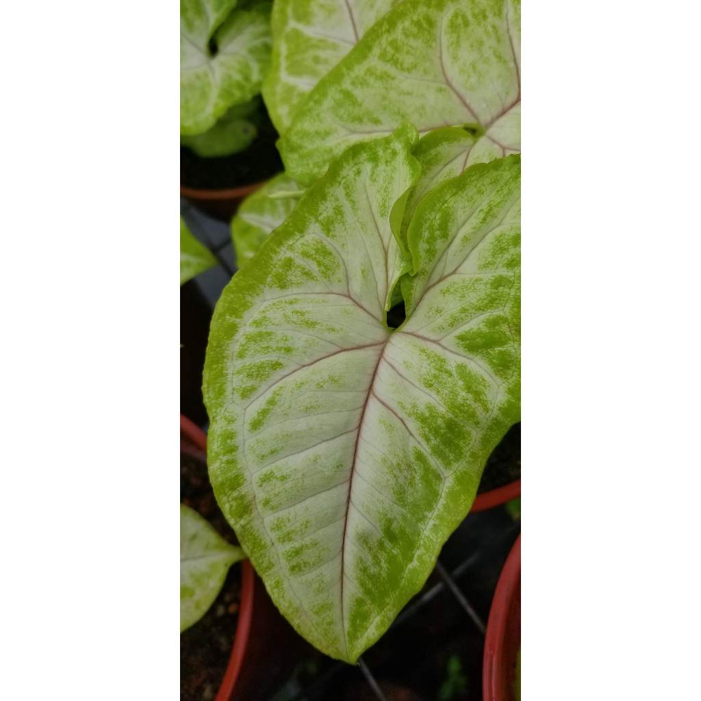 LVP - Keratan batang pokok hiasan Syngonium Cream Allusion cutting ...