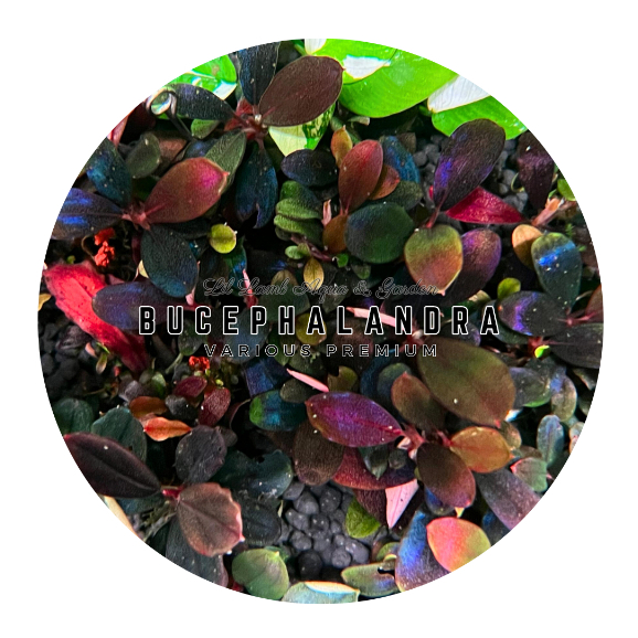 [Aquatic Plant] Submerged Bucephalandra Helena Dark Angel Anubias Bucep ...