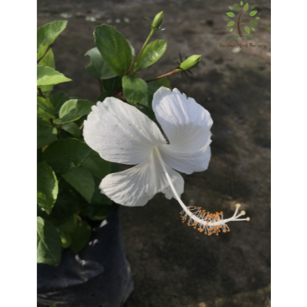 Bunga Raya/Hibiscus(Pokok Bunga Hidup/Pokok Hiasan Luar Rumah/Real Live ...