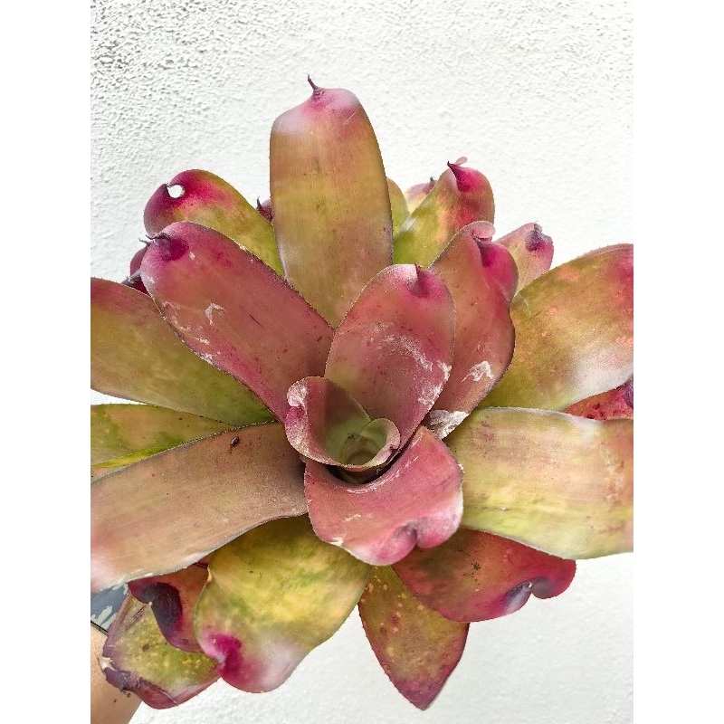 bromeliad neoregelia Carcharodon Tiger x Purple Star | Shopee Malaysia