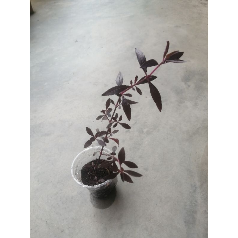 anak pokok Keremek Merah 红田乌苗/ hantar dalam masa 2 hari | Shopee Malaysia