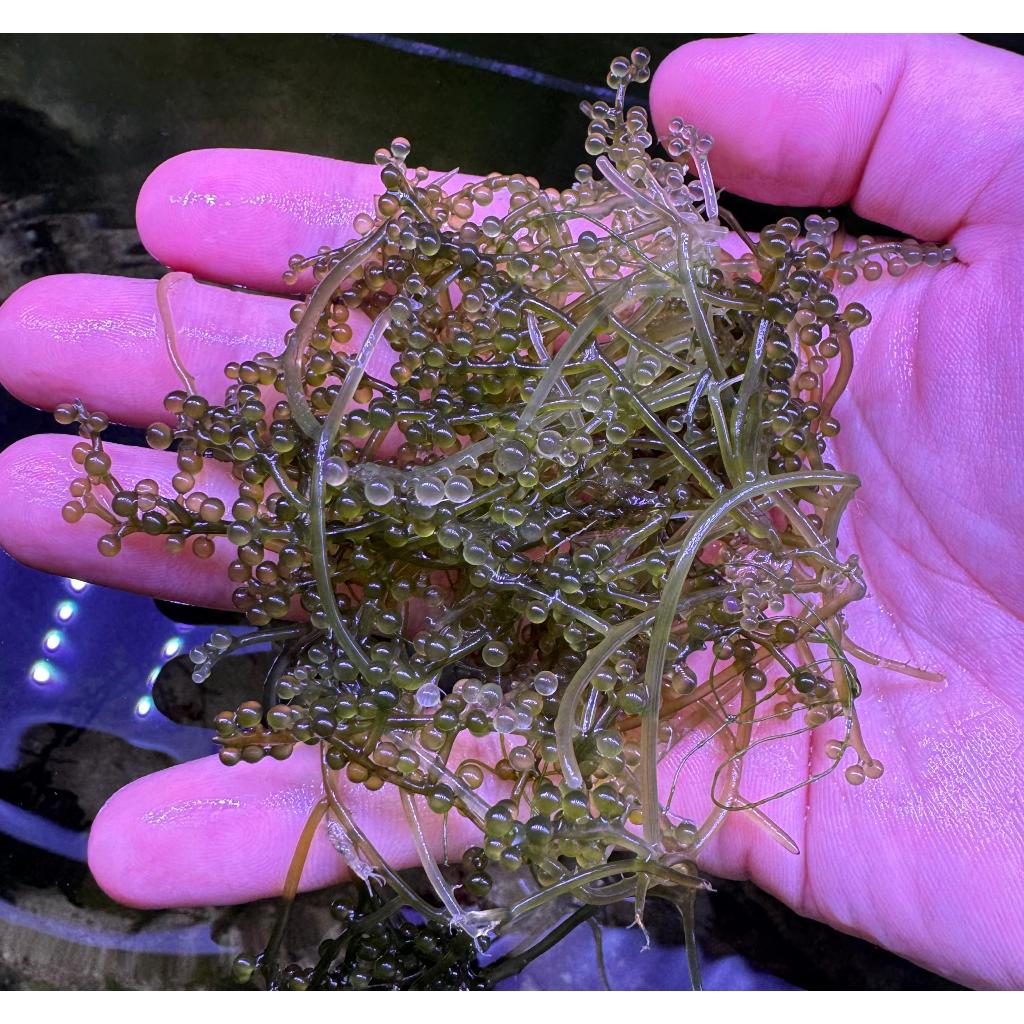 [LOCAL SELLER] Sea Grapes Marine - Macroalgae (Macroalgae/Algae/Marine ...