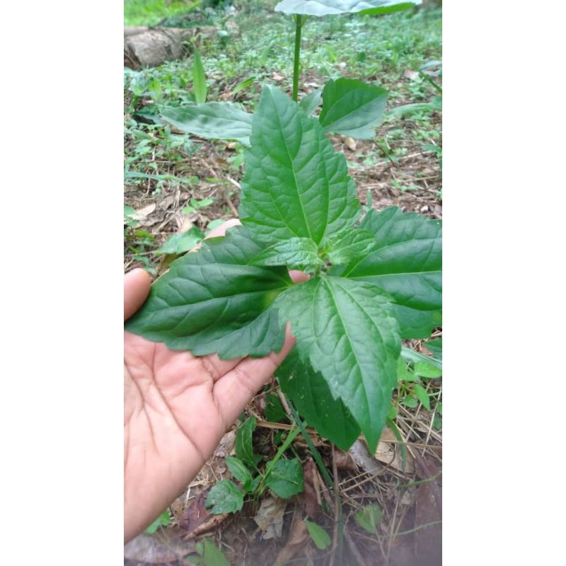 20 Helai daun pokok kapal terbang | Shopee Malaysia