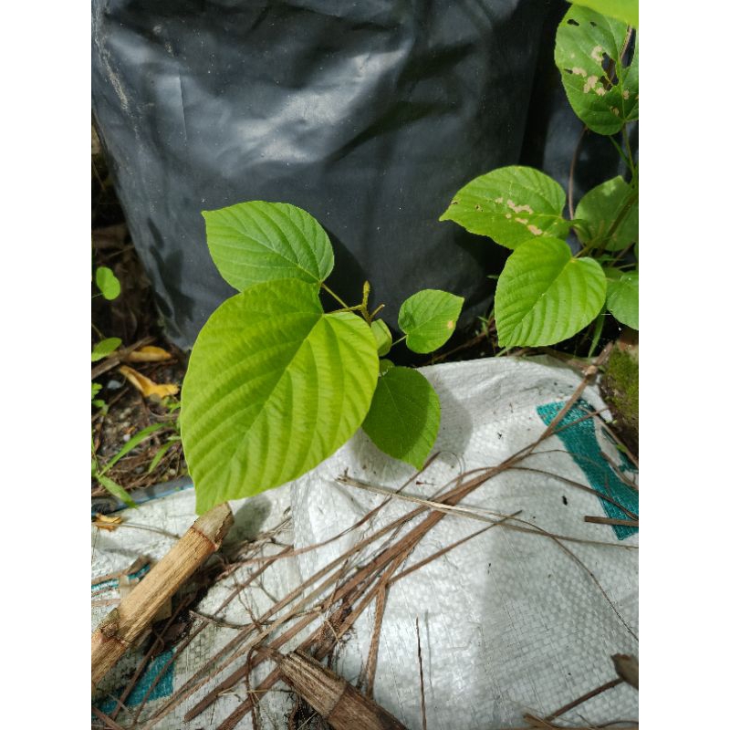 ANAK POKOK / POKOK SERINGAN / POKOK MERINGAN / ANAK POKOK MERINGAN ...