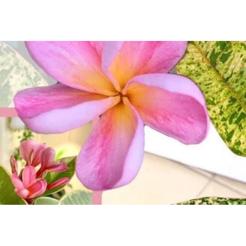 Frangipani Maya variegated SUPER RARE🔥🔥🔥 | Shopee Malaysia