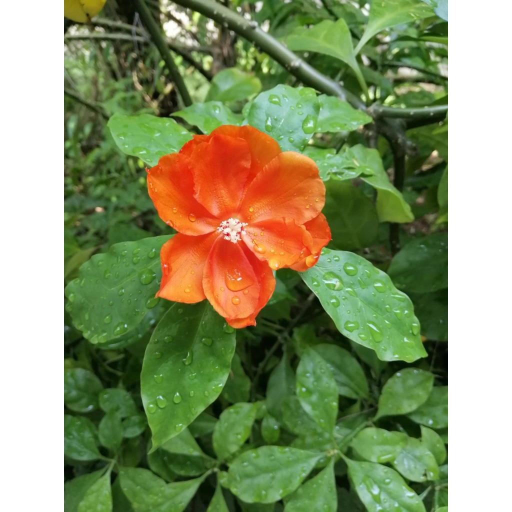Seven Star Needle real live plant 七星针 anak pokok bunga jarum tujuh ...