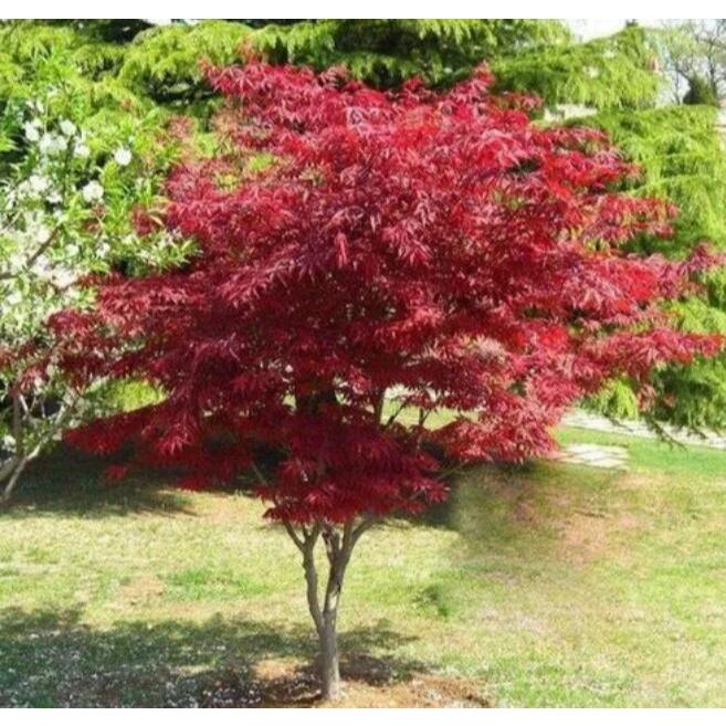 Real Plant Outdoor Live Plant Ariadne Red Maple Pokok Tree Leaf PolyBag ...