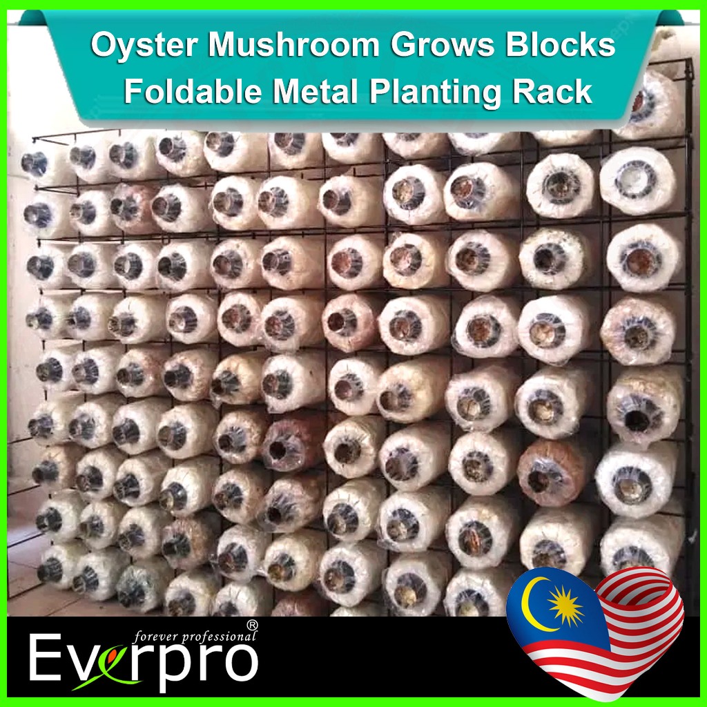 Oyster Mushroom Growing Blocks Foldable Metal Planting Rack / Rak Besi ...