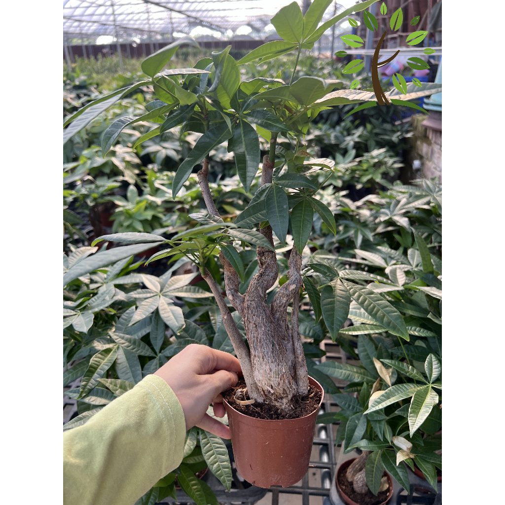 Berjaya Plant Nursery - Money Tree/Pachira Aquatica(Pokok Bunga Hidup ...