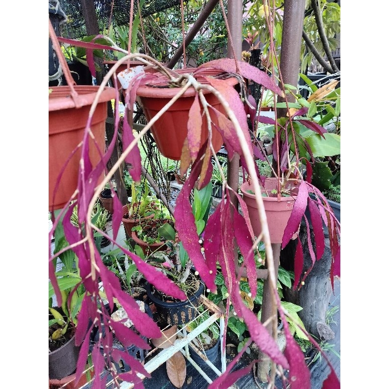 Bakawali mutiara. (Beberapa Anak pokok dalam pot 12cm) | Shopee Malaysia