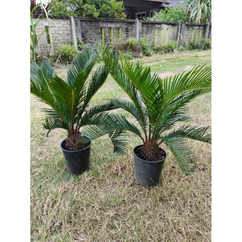 POKOK CYCAS REVOLUTA | landskap laman | Shopee Malaysia