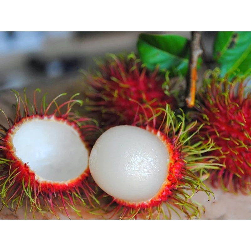 Anak Pokok Rambutan Anak Sekolah | Shopee Malaysia