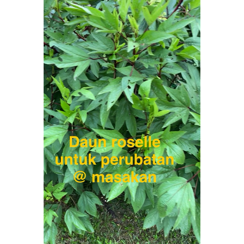10 Batang Keratan Pokok Muda Daun Asam Untuk Masakan @ Perubatan ...