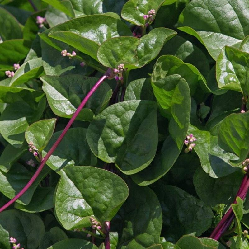 organic Malabar Spinach Red/ remayong merah | Shopee Malaysia