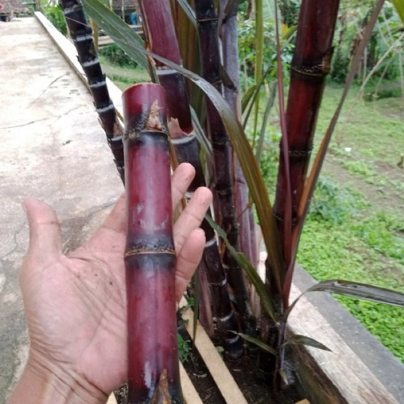 Tebu Merah untuk dimakan / keratan batang | Shopee Malaysia