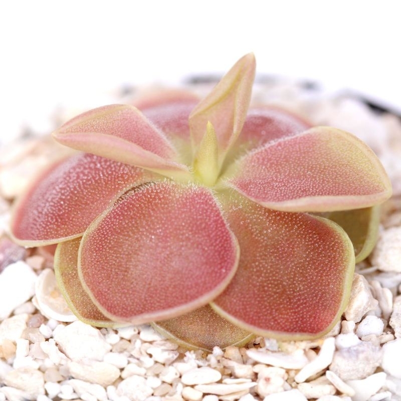 Pinguicula Sethos Carnivorous Plant, Terrarium, Paludarium, Vivarium ...