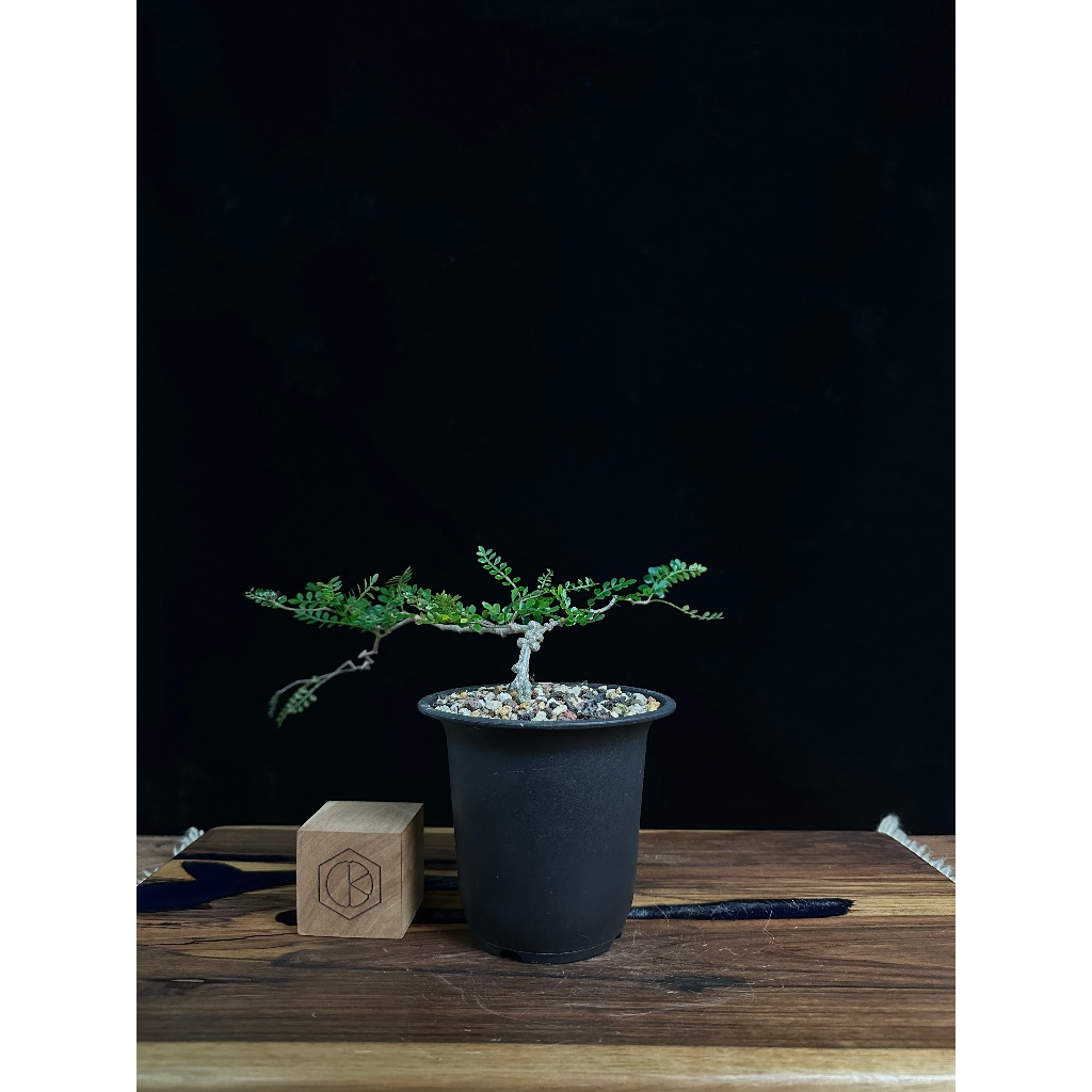 Operculicarya pachypus seedling | 象足漆树 ｜Caudex Plant｜块根植物 | Shopee Malaysia