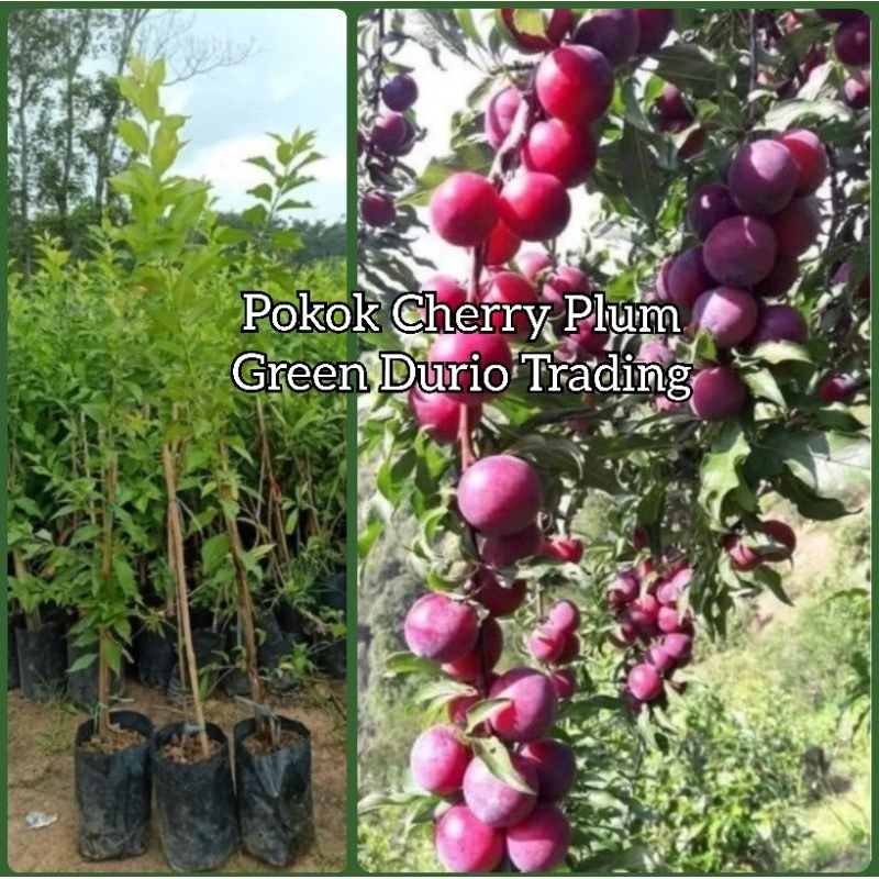 ANAK POKOK CHERRY PLUM - CHERRY PLUM PLANT | Shopee Malaysia