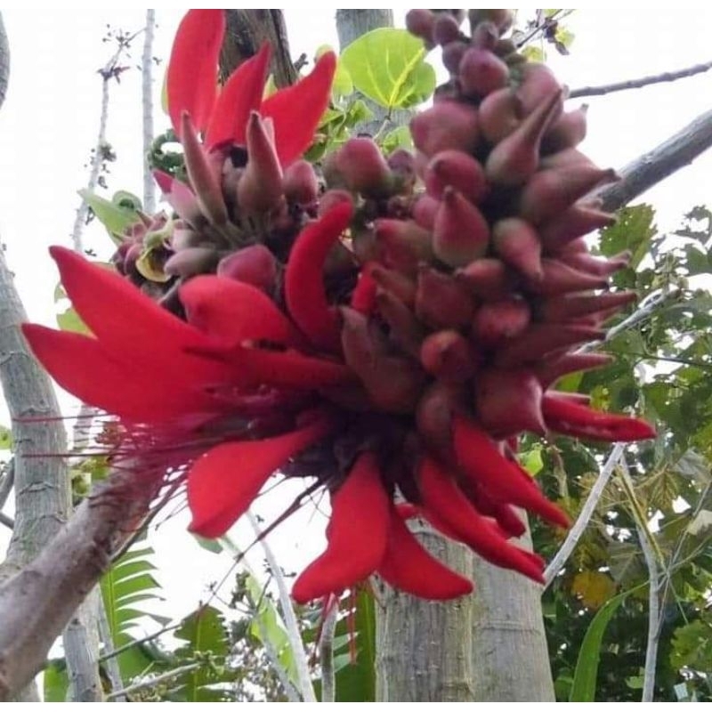 Keratan Dedap Bunga Merah ( 5 keratan) | Shopee Malaysia